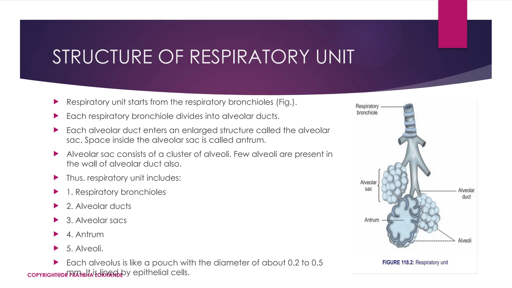 PHYSIOLOGY OF RESPIRATORY SYSTEM- FUCTIONAL ANATOMY OF RESPIRATORY ...