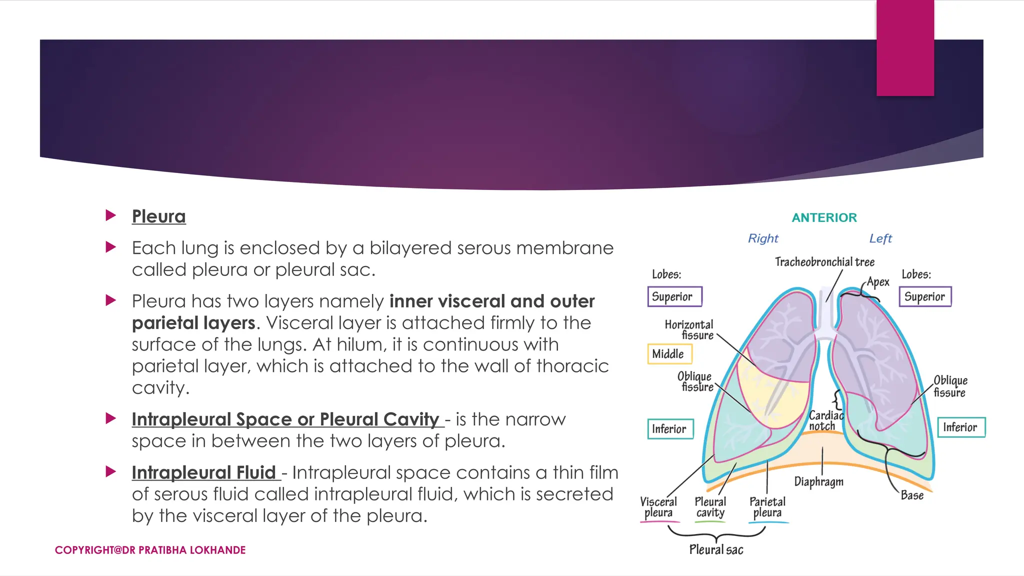 PHYSIOLOGY OF RESPIRATORY SYSTEM- FUCTIONAL ANATOMY OF RESPIRATORY ...