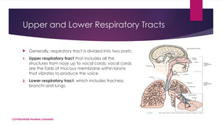 PHYSIOLOGY OF RESPIRATORY SYSTEM- FUCTIONAL ANATOMY OF RESPIRATORY ...