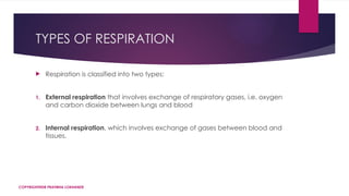 PHYSIOLOGY OF RESPIRATORY SYSTEM- FUCTIONAL ANATOMY OF RESPIRATORY ...