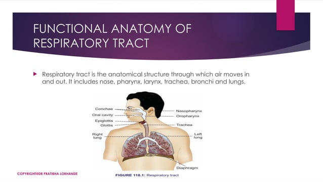 PHYSIOLOGY OF RESPIRATORY SYSTEM- FUCTIONAL ANATOMY OF RESPIRATORY ...