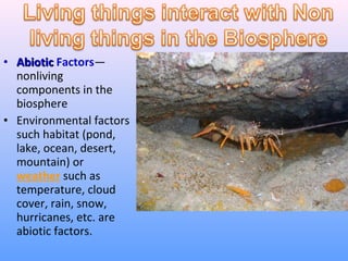 component of environment | PPT