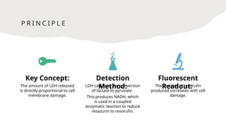 Working mechanism of Lactate dehydrogenase Assay.pptx