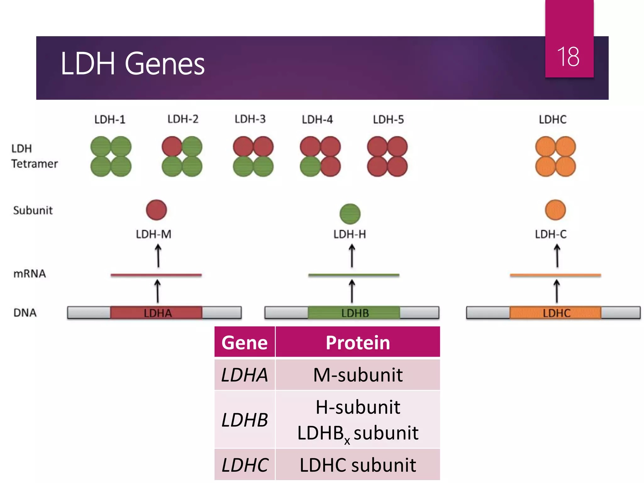 Electrophoresis of LDH Isoenzymes and Activity Staining | PPT