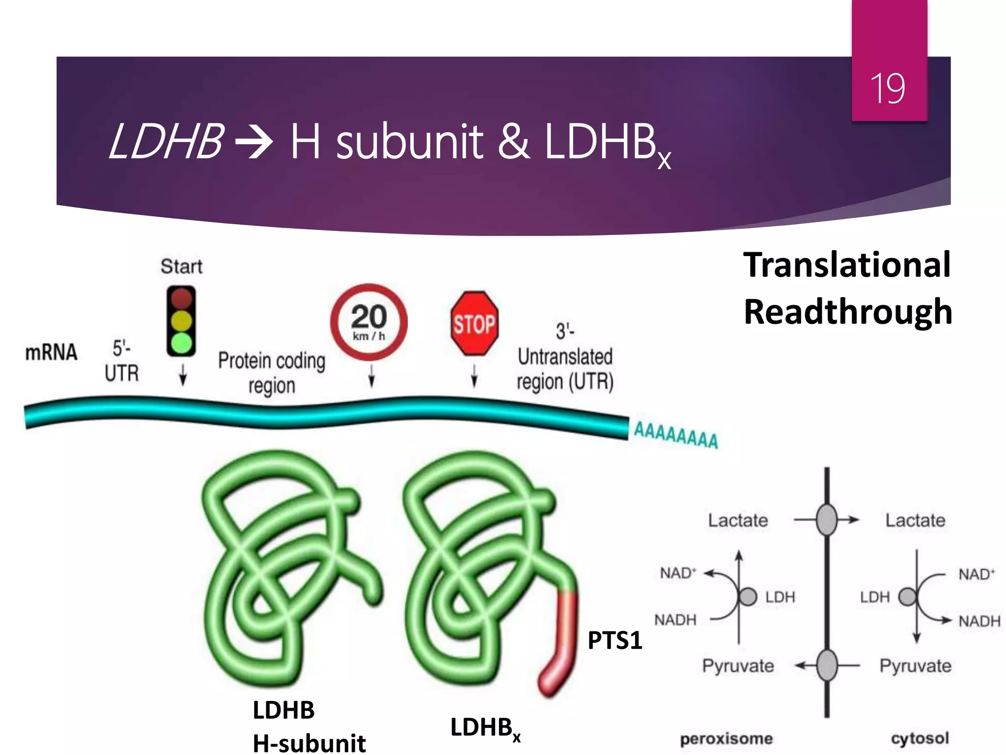 Electrophoresis of LDH Isoenzymes and Activity Staining | PPTX