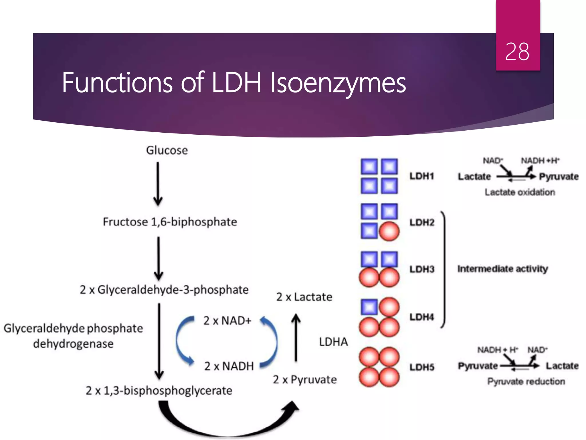 Electrophoresis of LDH Isoenzymes and Activity Staining | PPTX