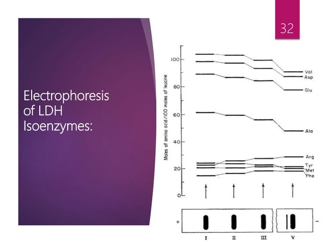 Electrophoresis of LDH Isoenzymes and Activity Staining | PPTX