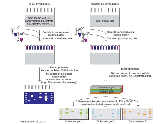 Electrophoresis of LDH Isoenzymes and Activity Staining | PPTX