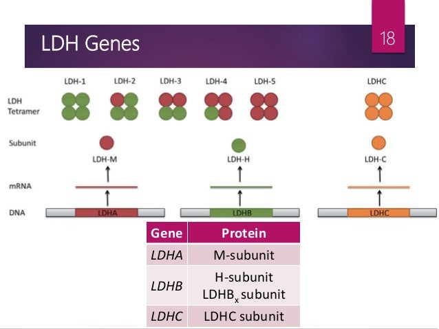 Electrophoresis of LDH Isoenzymes and Activity Staining