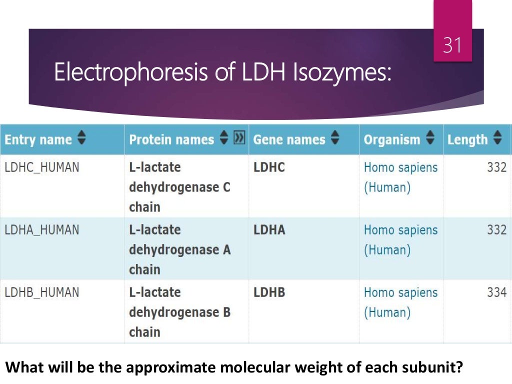 Electrophoresis of LDH Isoenzymes and Activity Staining
