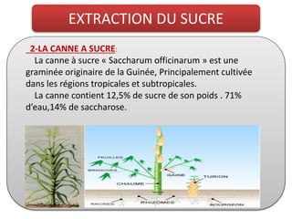 Le saccharose | PPT