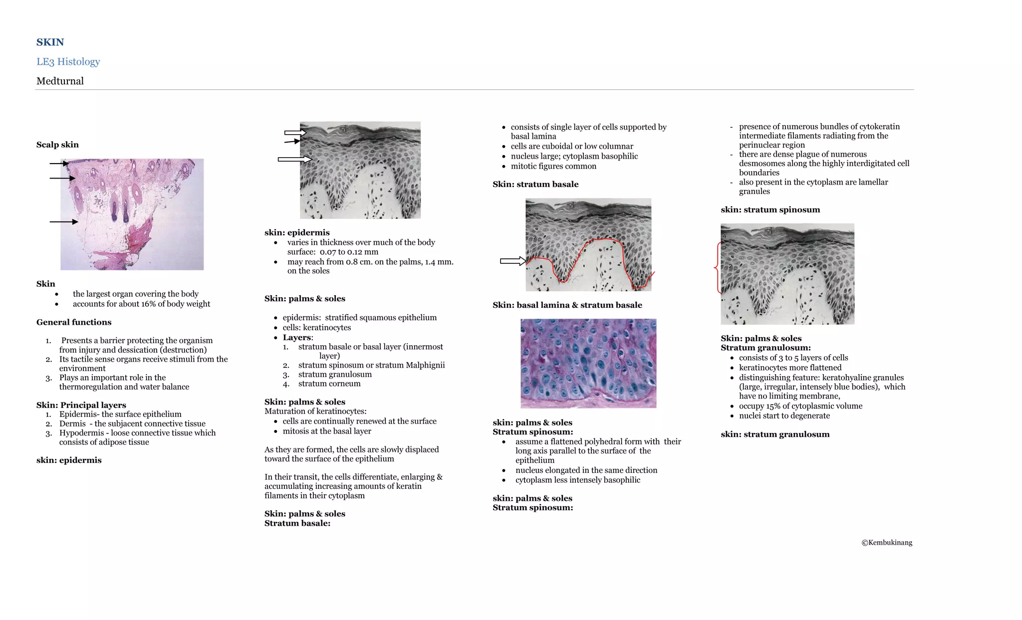 Histology: Skin Lecture | PDF
