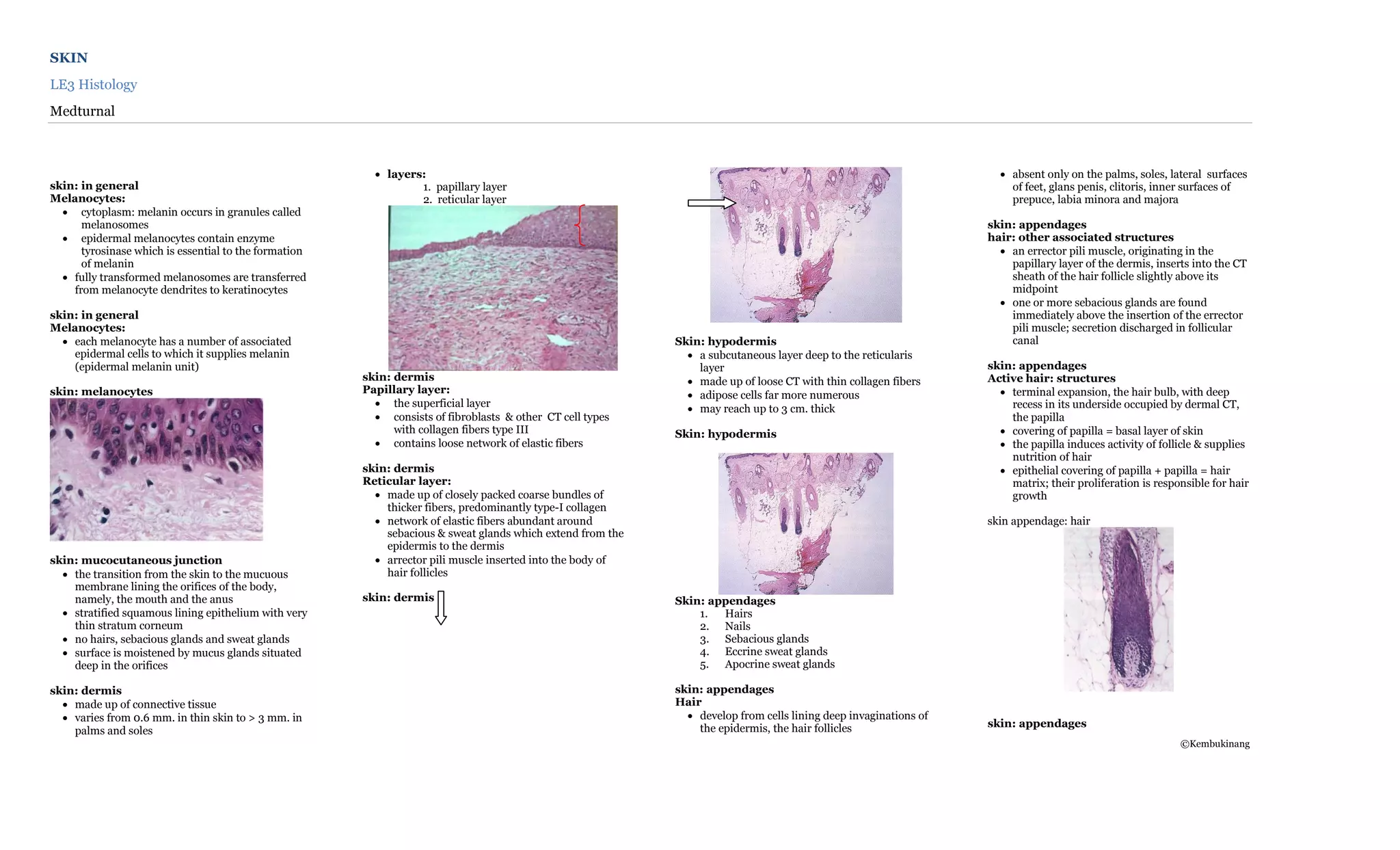 Histology: Skin Lecture | PDF