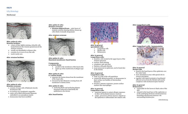 Histology: Skin Lecture | PDF