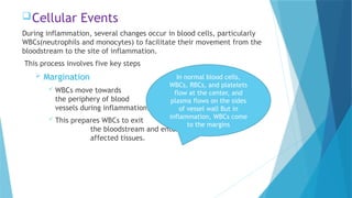 Inflammation Decoded: From Acute Immune Response to Chronic Disease ...