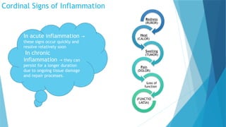 Inflammation Decoded: From Acute Immune Response to Chronic Disease ...