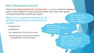 Inflammation Decoded: From Acute Immune Response to Chronic Disease ...