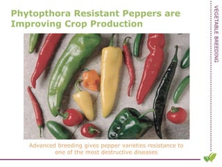 LEAD-Toolkit-Plant-Breeding-Basics-Oct-2016.pptx