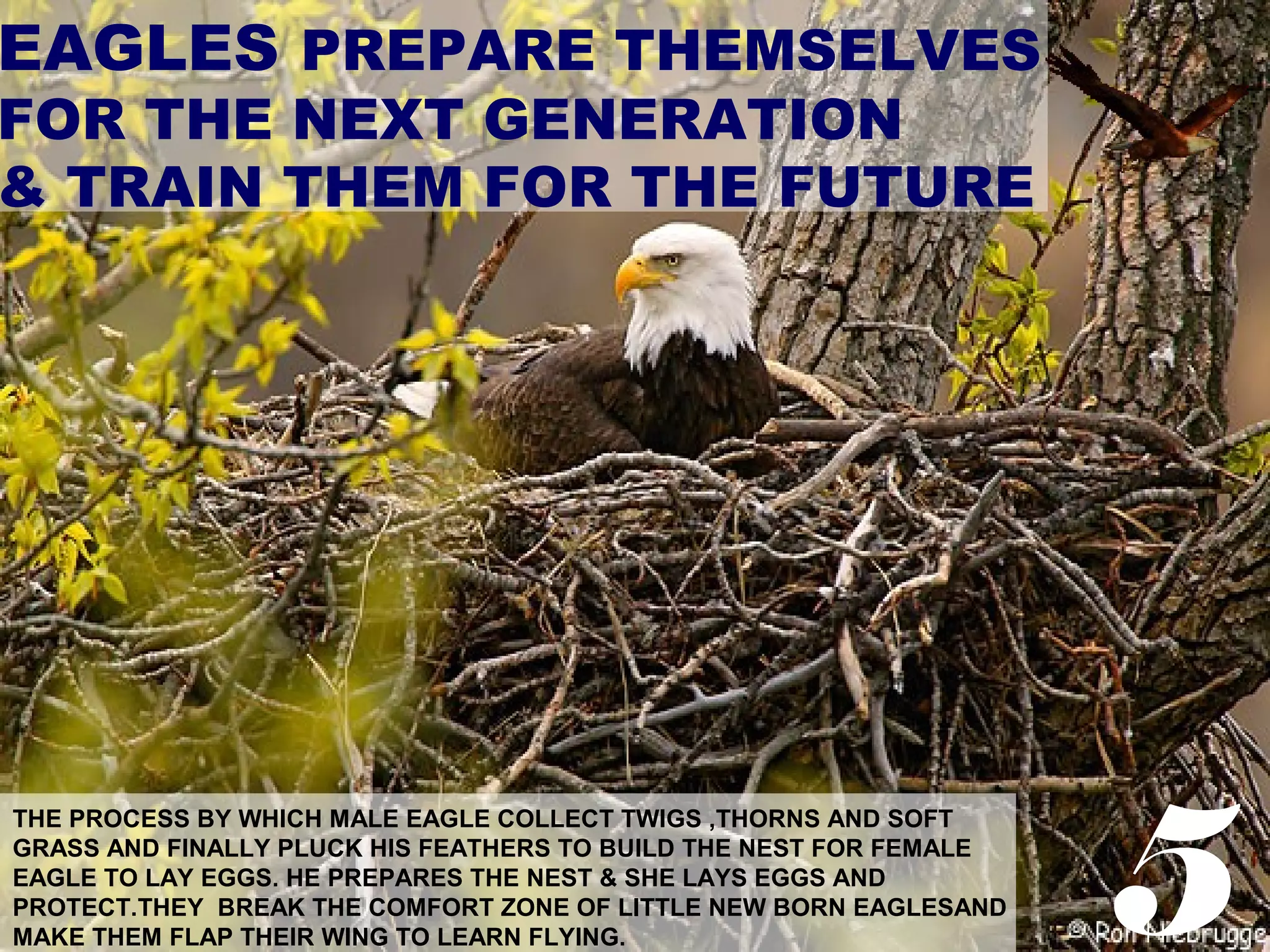 Leadership lesson from eagles | PPT
