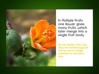 Leadership fruition creative metaphor | PDF