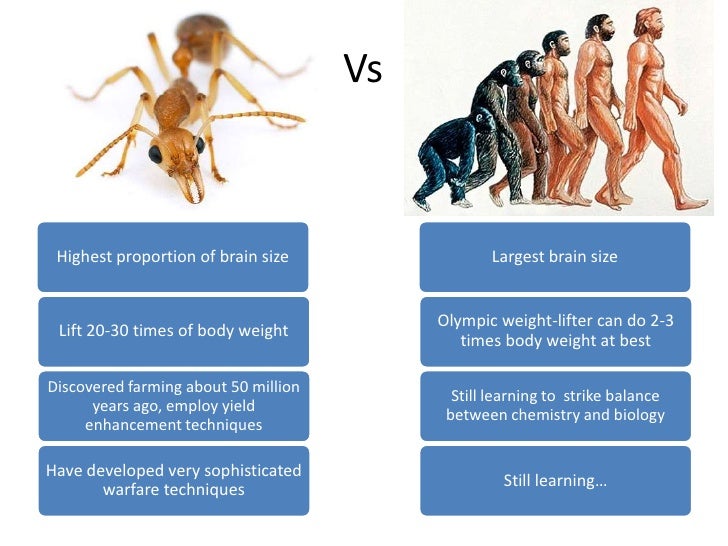 Leadership lessons from ants