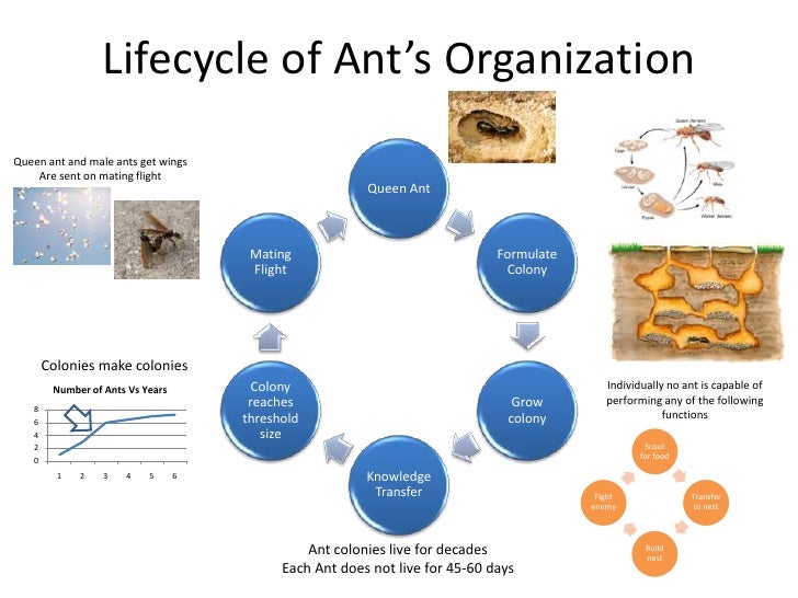 Leadership lessons from ants