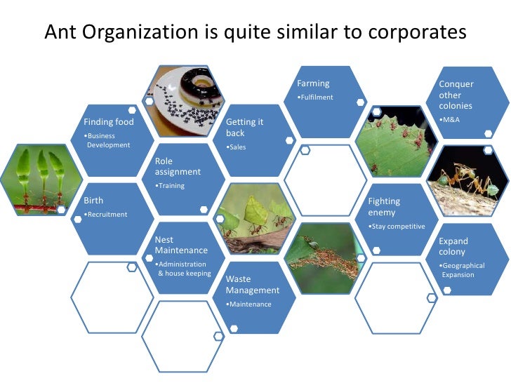 Leadership lessons from ants