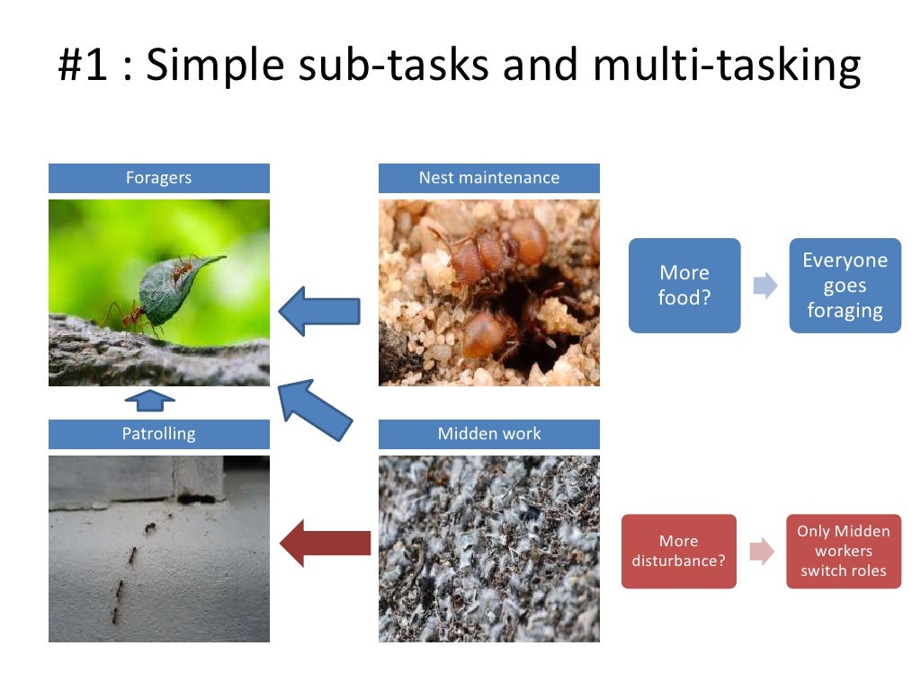 Leadership lessons from ants