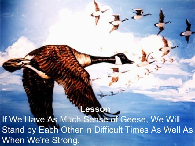 Leadership Lessons From Geese | PPT | Birdwatching | Hobbies & Interests