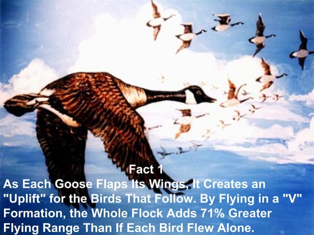Leadership Lessons From Geese | PPT | Birdwatching | Hobbies & Interests