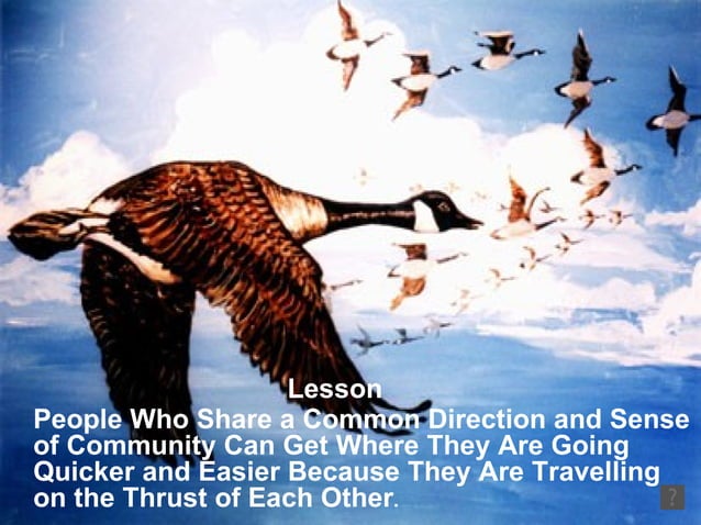 Leadership Lessons From Geese | PPT | Birdwatching | Hobbies & Interests