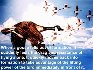Leadership Lessons From Geese | PPT