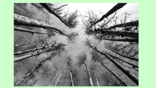 Leading lines examples | PPTX