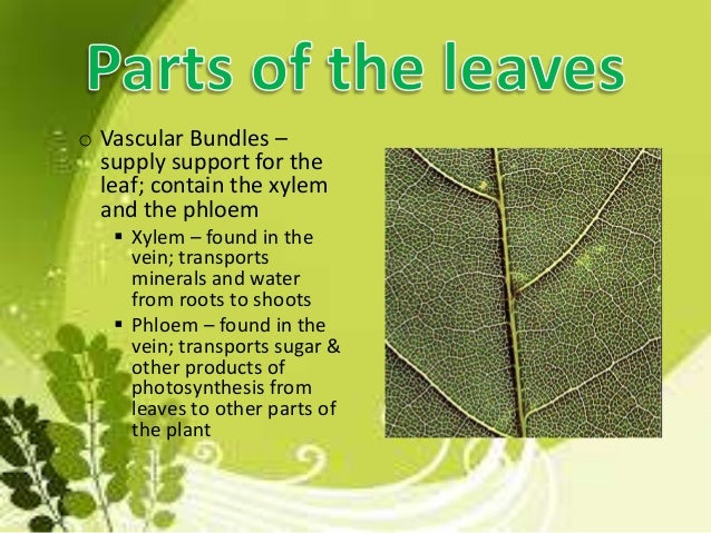 leaf-summary
