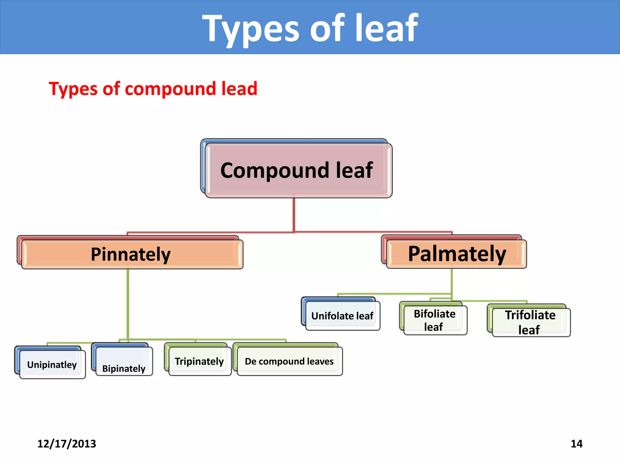 Leaf | PPTX