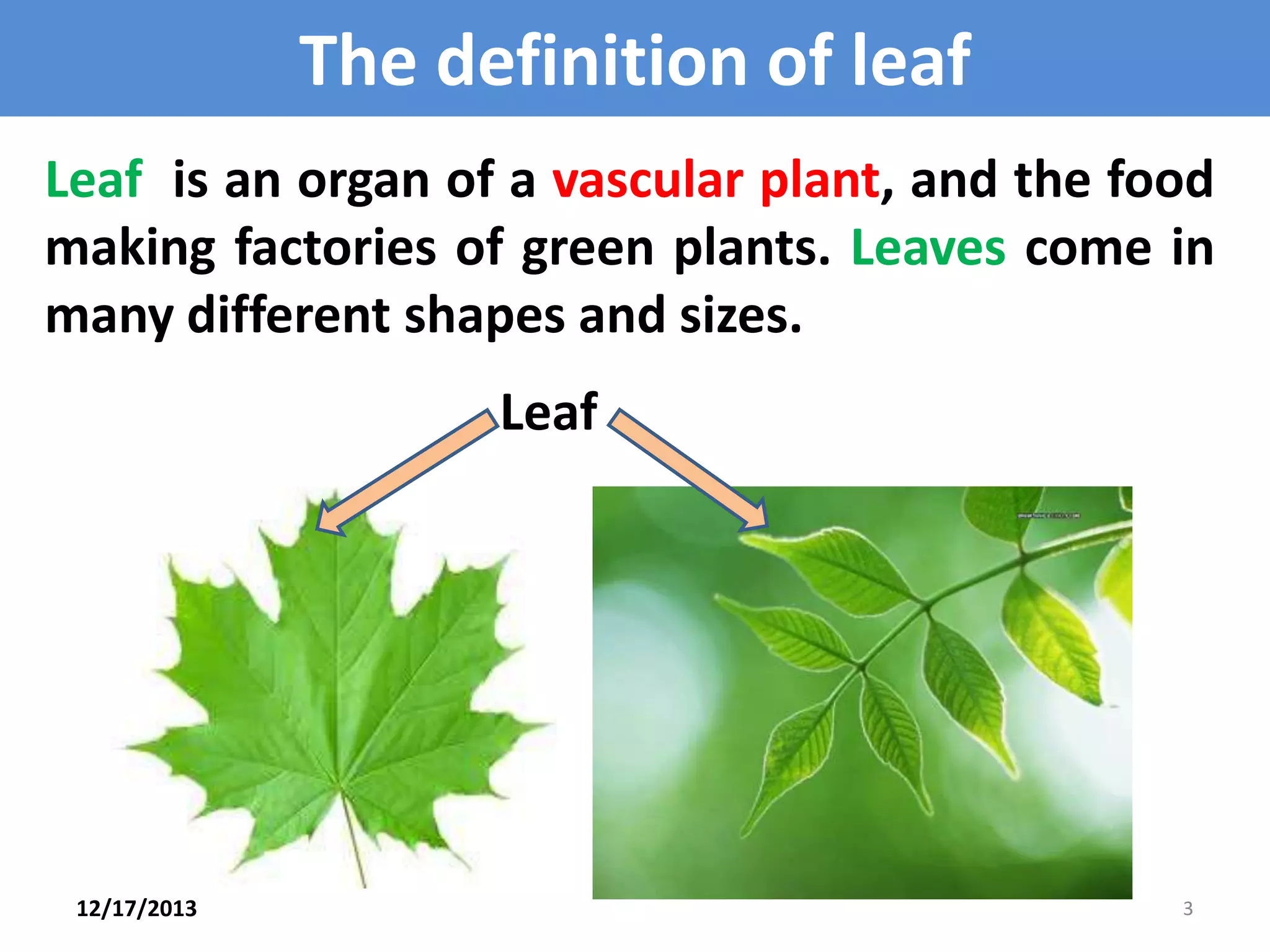 Leaf | PPTX