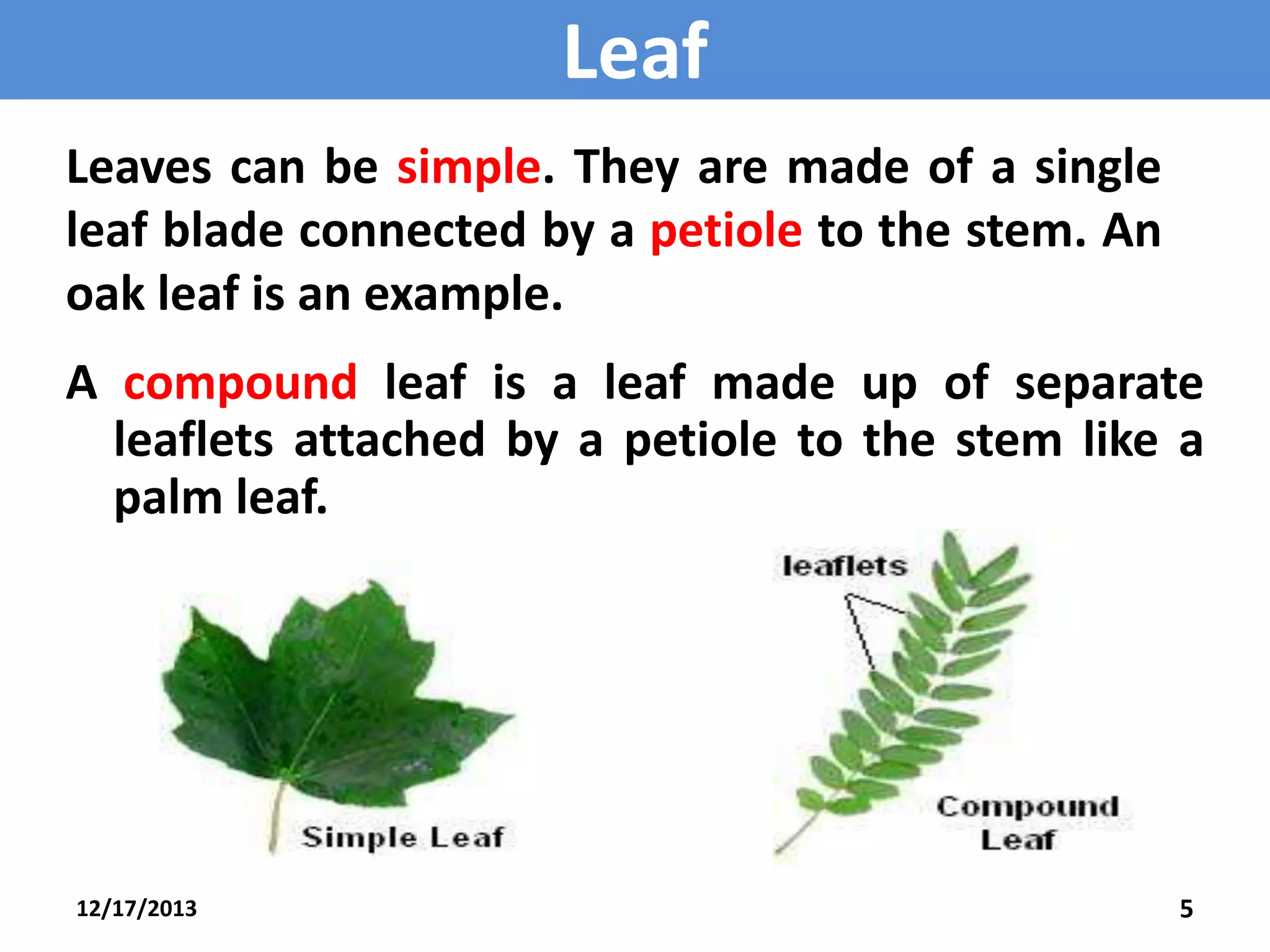 Leaf | PPTX