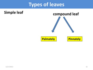 Leaf | PPTX