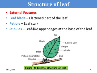 Leaf | PPTX
