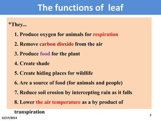 Leaf | PPTX