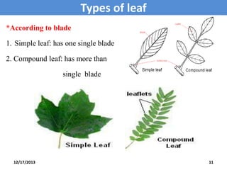 Types Of Leaves Simple And Compound