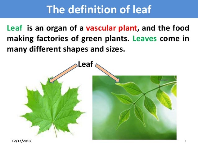 Leaf leaf