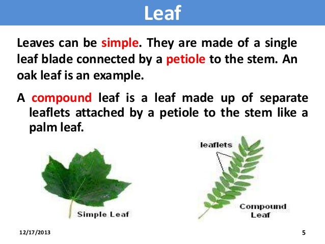 Leaf Leaf