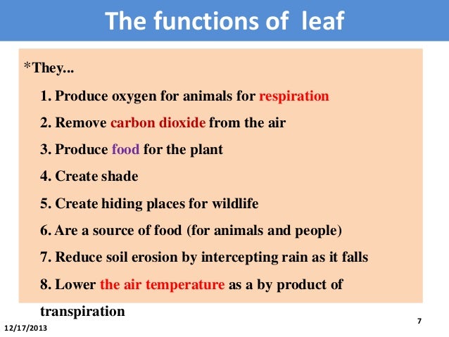 Leaf Leaf