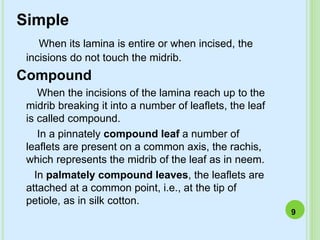 Leaf | PPTX | Gardening | Home & Garden