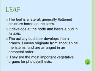 Leaf | PPTX | Gardening | Home & Garden