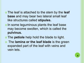 Leaf | PPTX | Gardening | Home & Garden