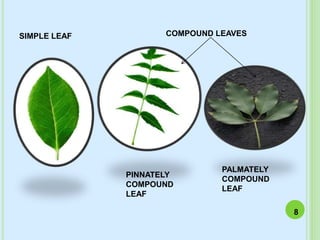 Leaf | PPTX
