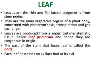 Leaf | PPTX