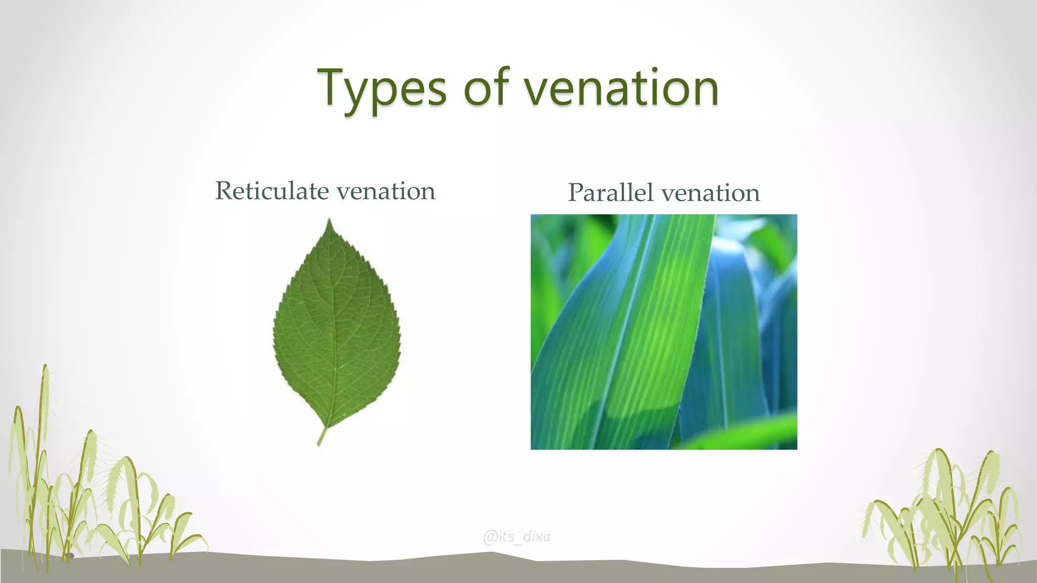 Leaf | PPT